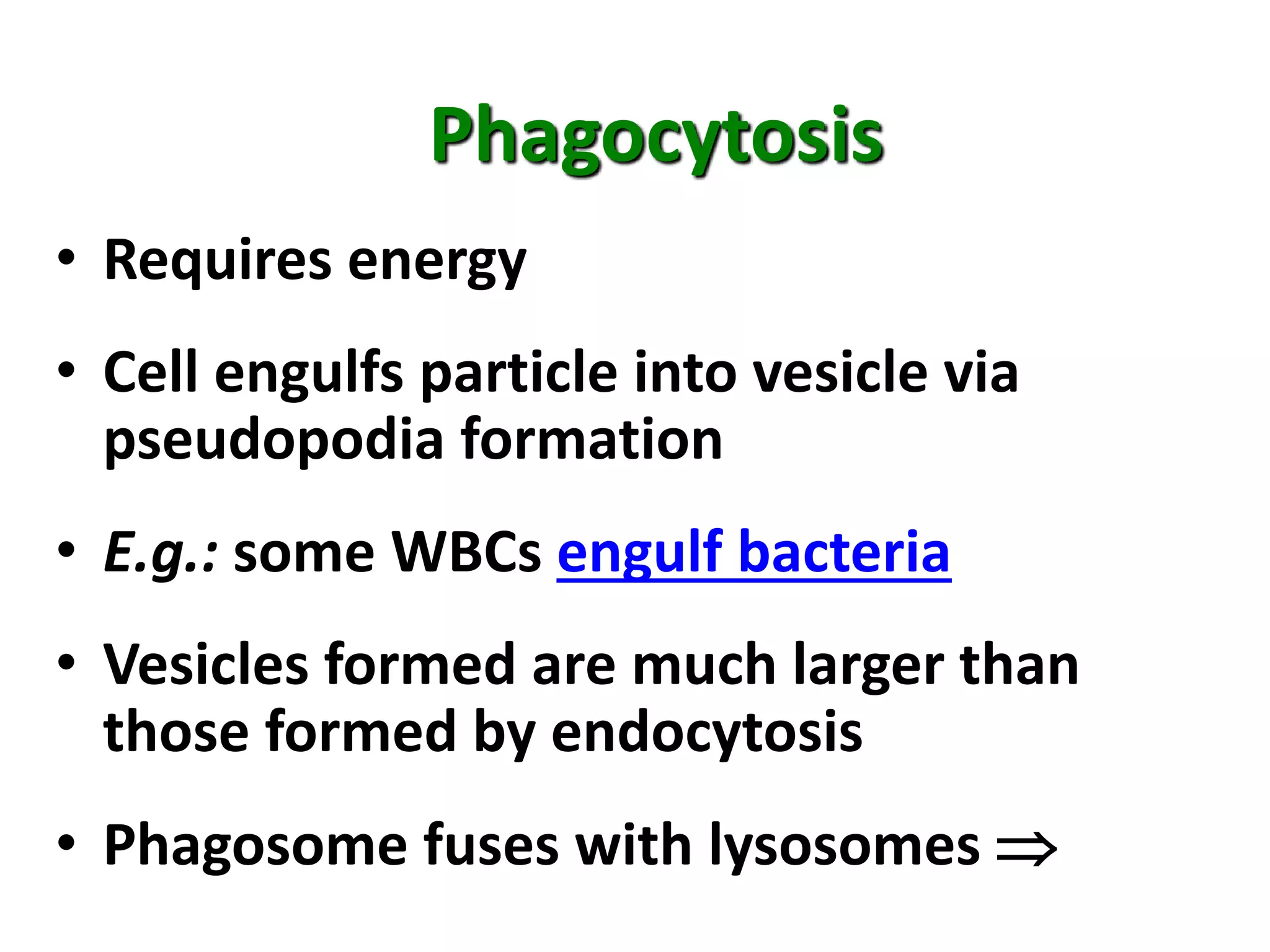 The Cell Membrane | PPT