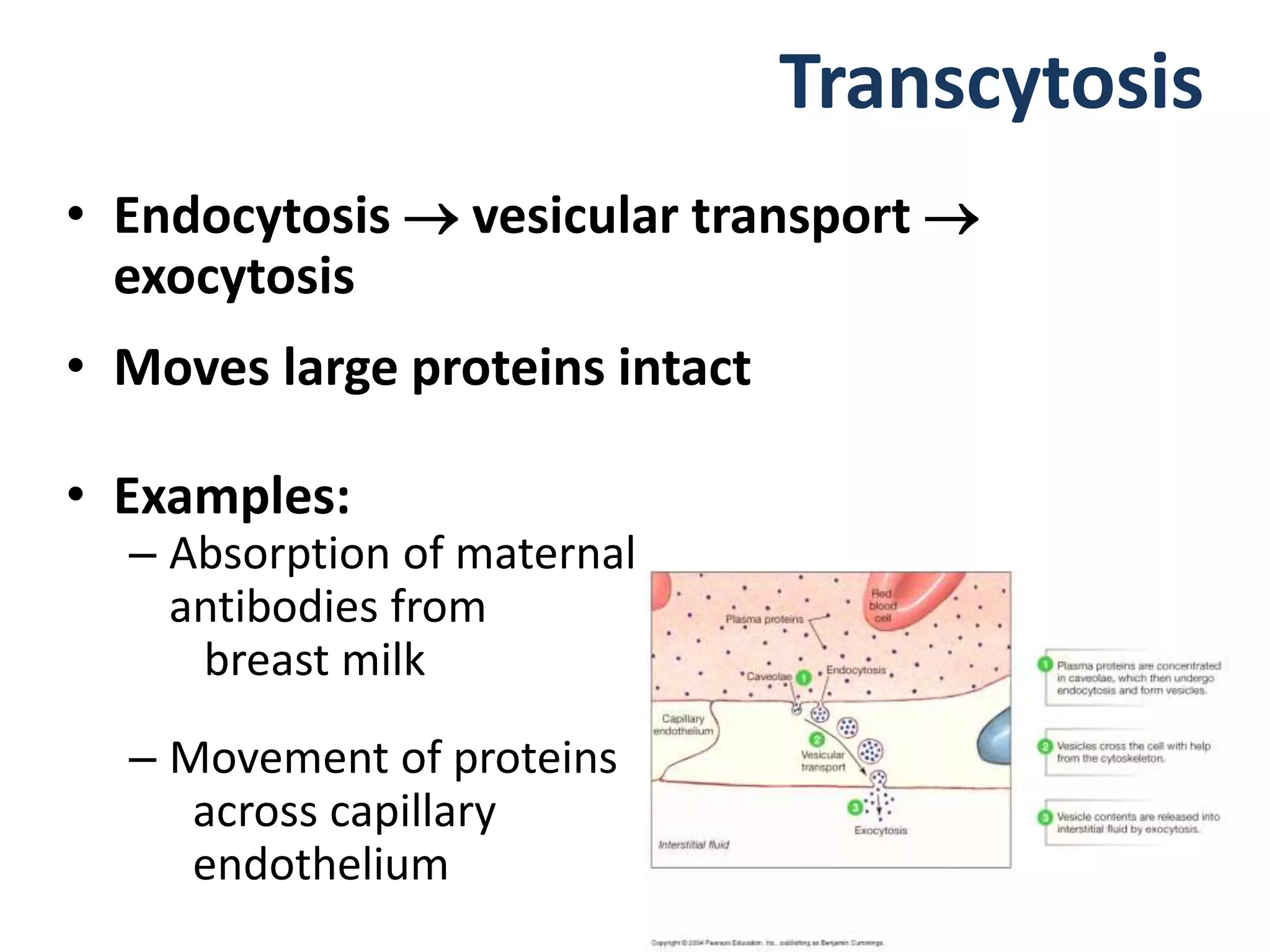 The Cell Membrane | PPT