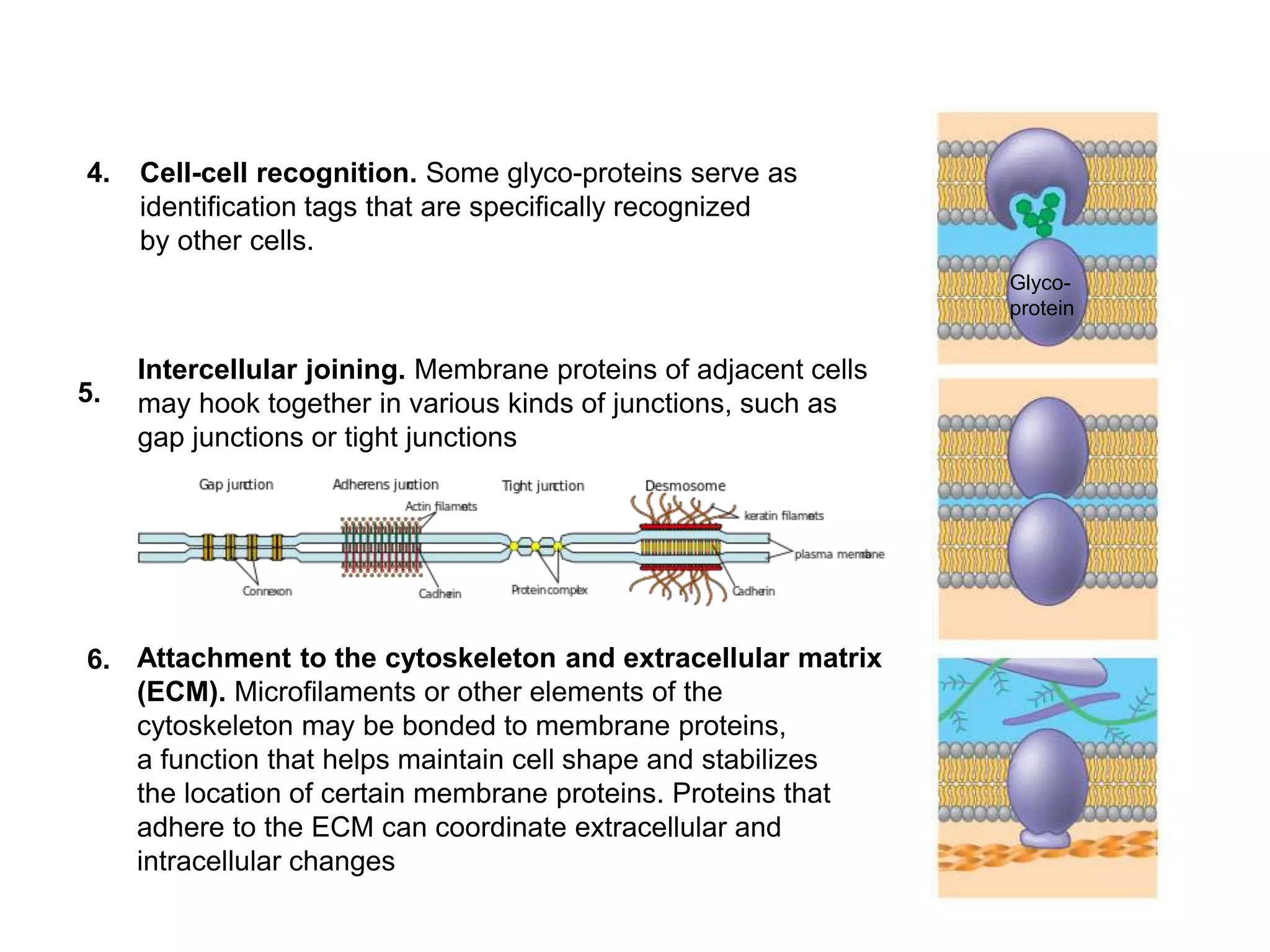 The Cell Membrane | PPT