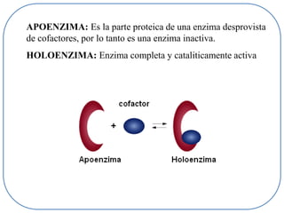 Proteinas y enzimas | PDF