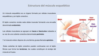 Clase 5 Union neuromuscular y Contraccion muscular.pptx