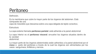 Clase 6 salud - Anatomia Abdomen II.pptx