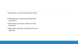 Clase 6 salud - Anatomia Abdomen II.pptx