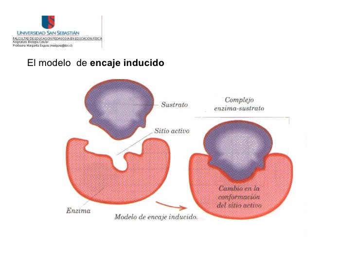 Enzimas