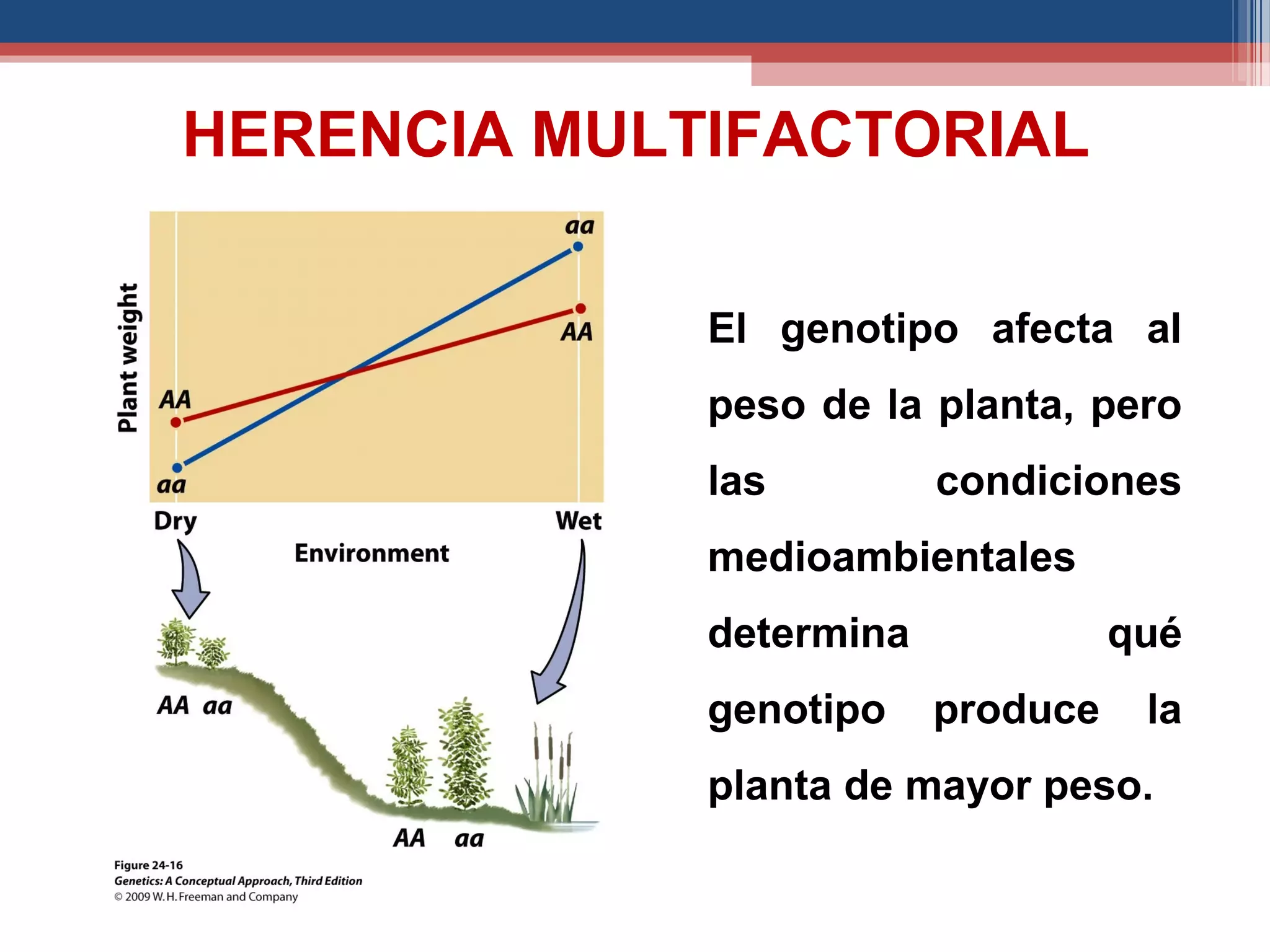 Clase 6 herencia poligenica y multifactorial | PPT
