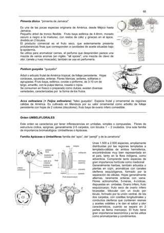 Clase 6 Corolianos De Ovario Infero | PDF