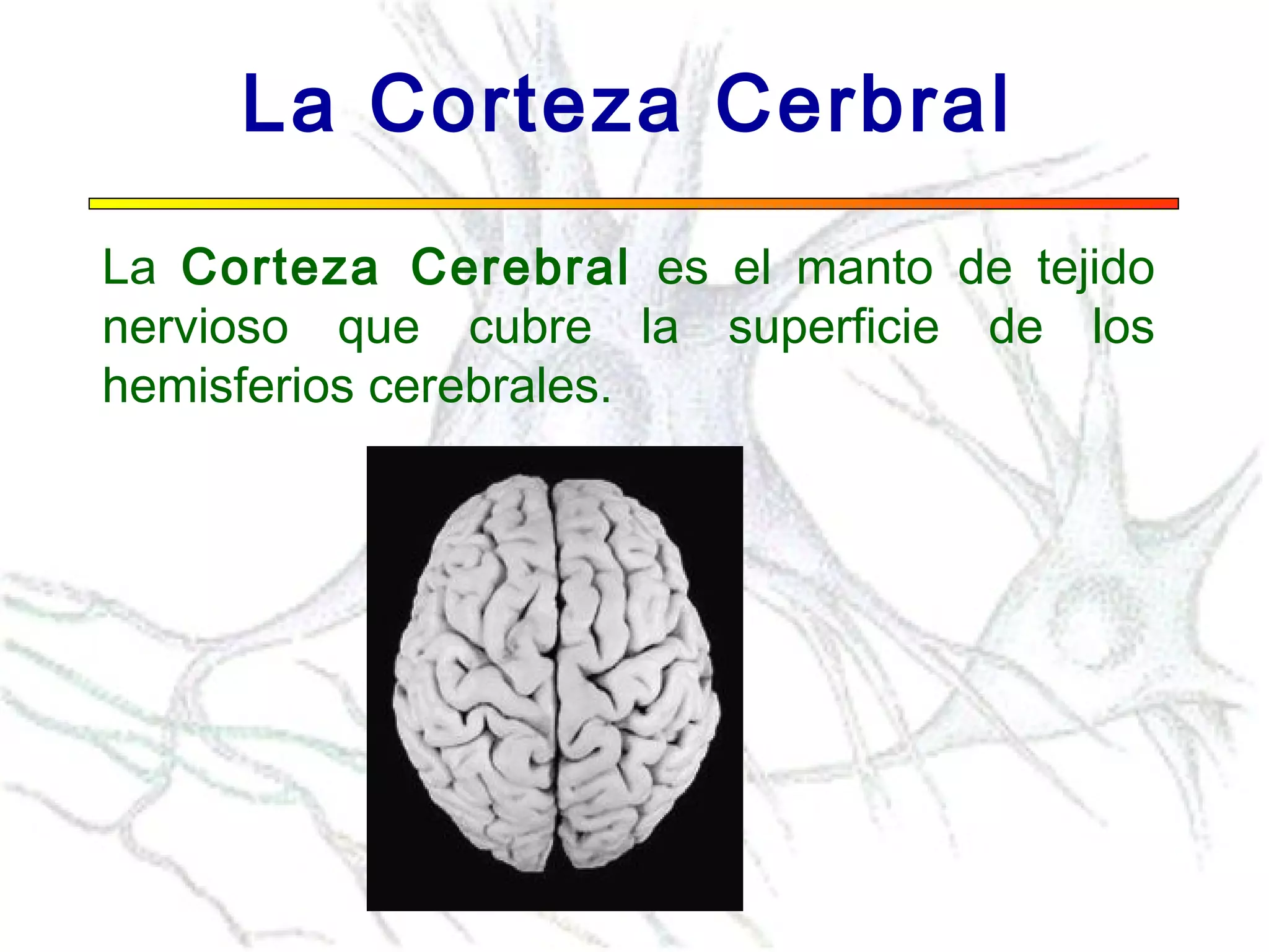 Clase 6 corteza areas primarias | PPT