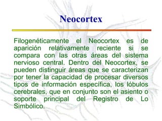 Clase 6 corteza areas primarias | PPT