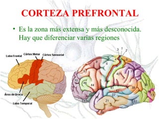 Diagrama De La Corteza Prefrontal
