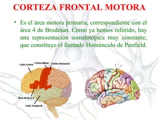 Clase 6 corteza areas primarias | PPT