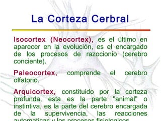 Clase 6 corteza areas primarias | PPT