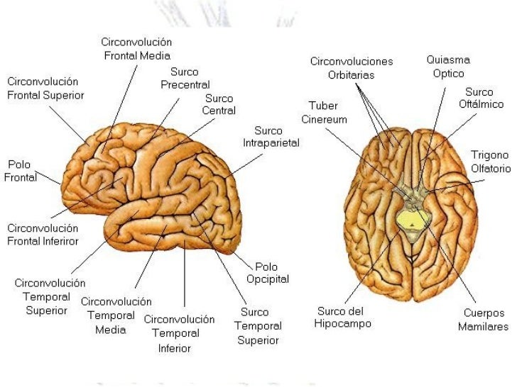 Clase 6 corteza areas primarias