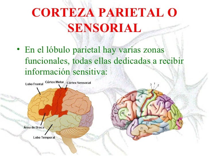 Clase 6 corteza areas primarias