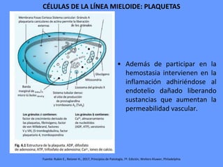 Clase 6 El Sistema Linfoide: componentes.pptx