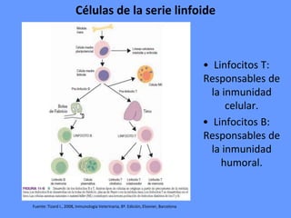 Clase 6 El Sistema Linfoide: componentes.pptx