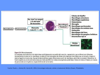 Clase 6 El Sistema Linfoide: componentes.pptx
