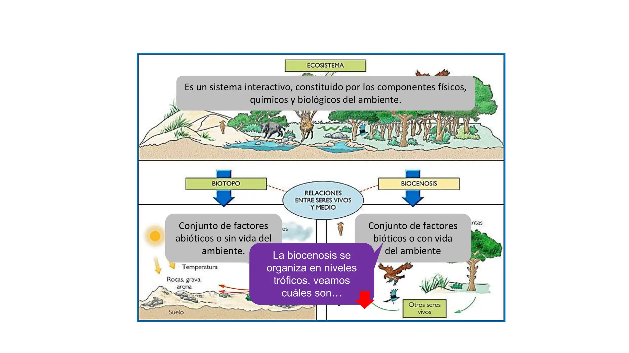 Clase 6 Flujo de energia y materia Ecosistemas.pptx