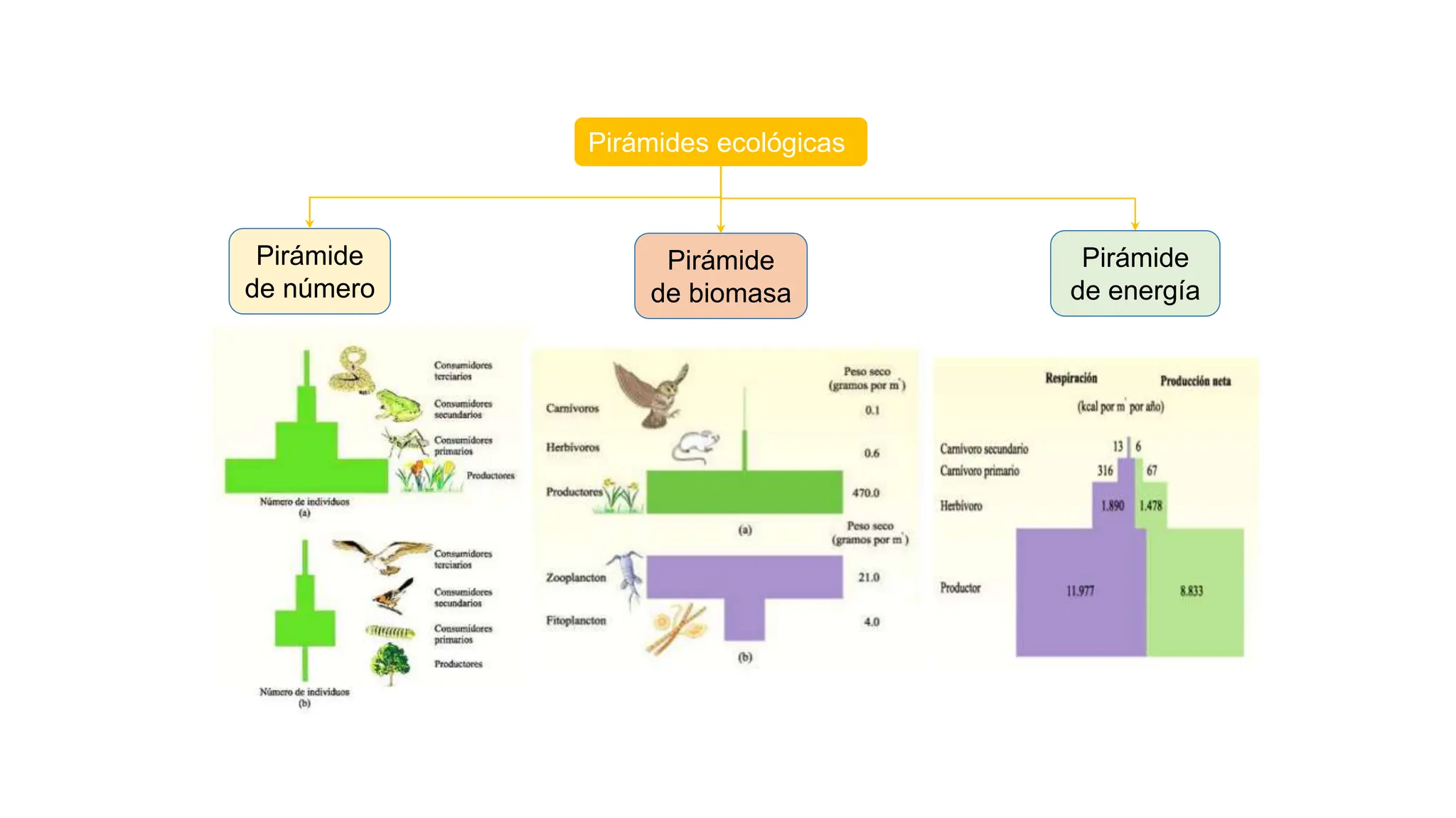 Clase 6 Flujo de energia y materia Ecosistemas.pptx
