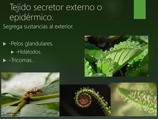 Clase 6 histologia vegetal | PPTX