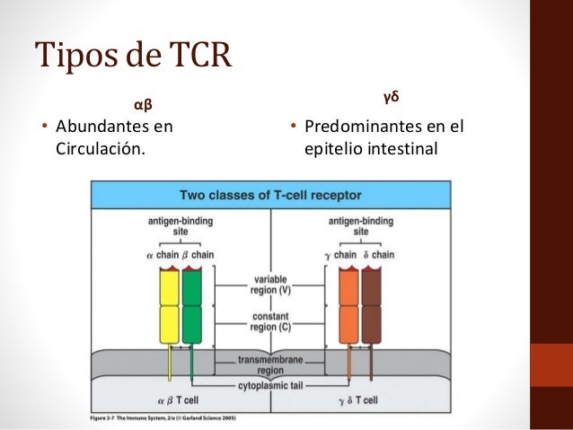 Curso Inmunologia 06 Linfocitos T