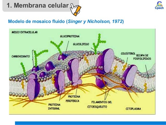 Modelo De Mosaico Fluido De La Membrana Celular - abstractor