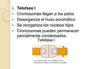 Clase 6 mitosis_y_meiosis | PPTX