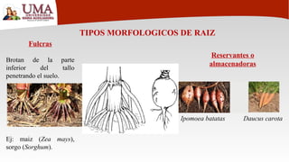 La Raiz | PPT
