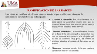 La Raiz | PPT