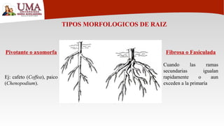 La Raiz | PPT