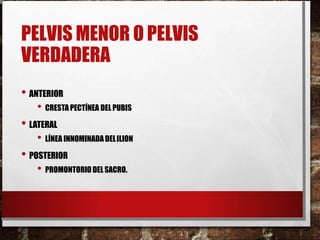 Clase 7 - Anatomia Pelvis.pptx