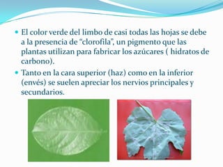 Clase 7.estructura de_las_plantas | PPTX