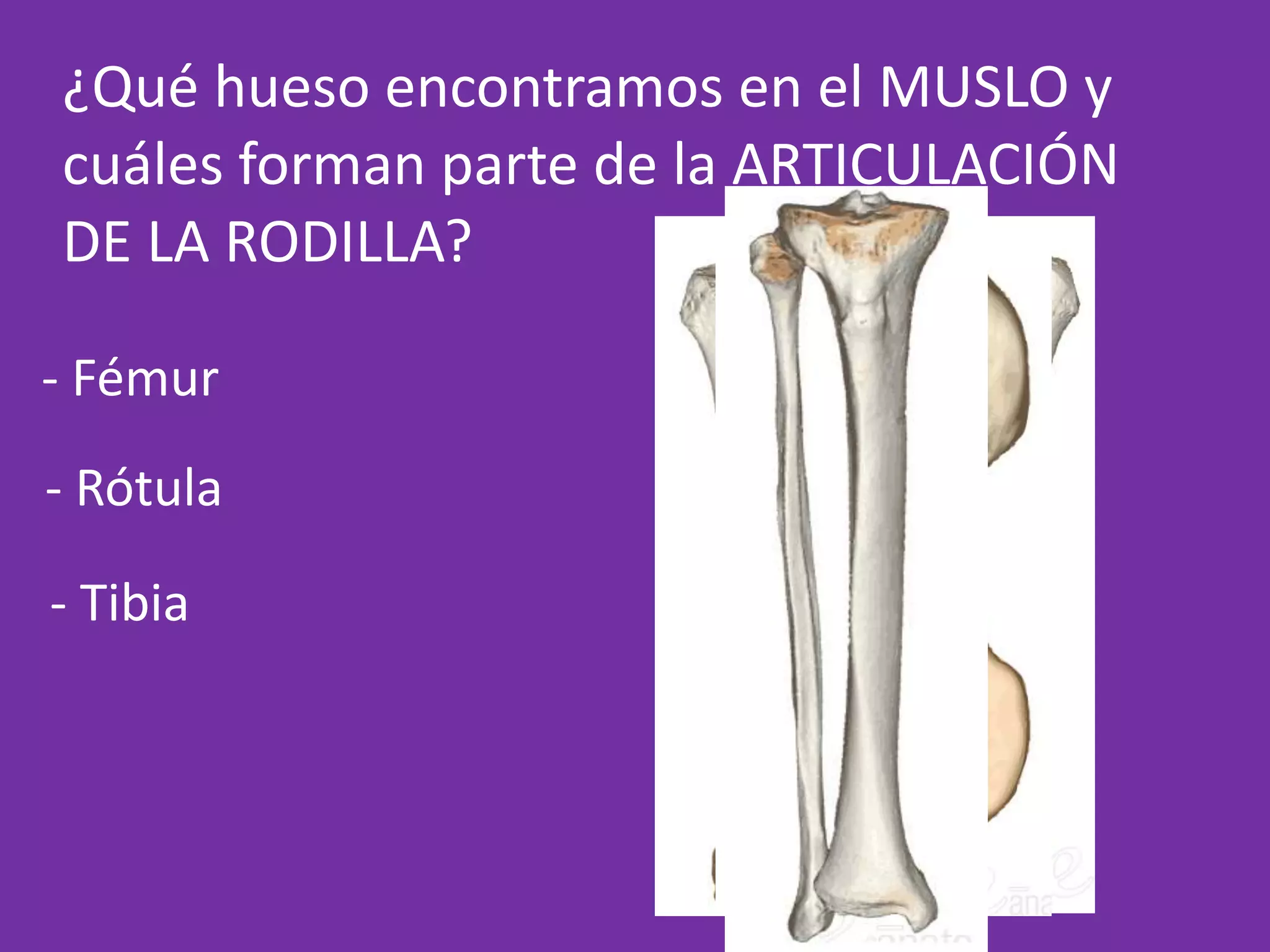 Clase 7 - Muslo y Rodilla | PPTX