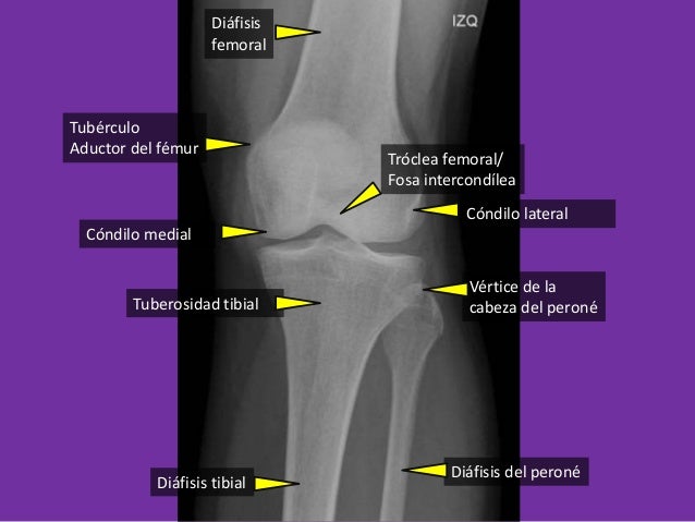 Clase 7 - Muslo y Rodilla