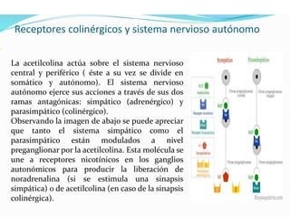 Clase 7-nervioso (1).pptx