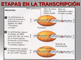 Clase 7 organización del genoma humano | PPT