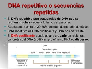 Clase 7 organización del genoma humano | PPT