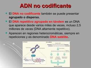 Clase 7 organización del genoma humano | PPT