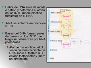 Clase 7 organización del genoma humano | PPT