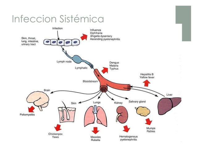 Curso de Microbiología - 07 - Mecanismos de Patogenicidad | PPT