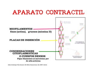 Tejido muscular | PDF