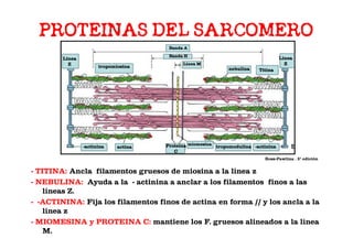 Tejido muscular | PDF