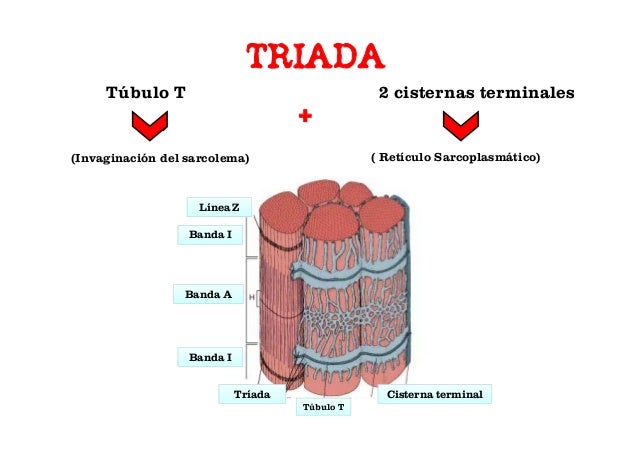 Tejido muscular