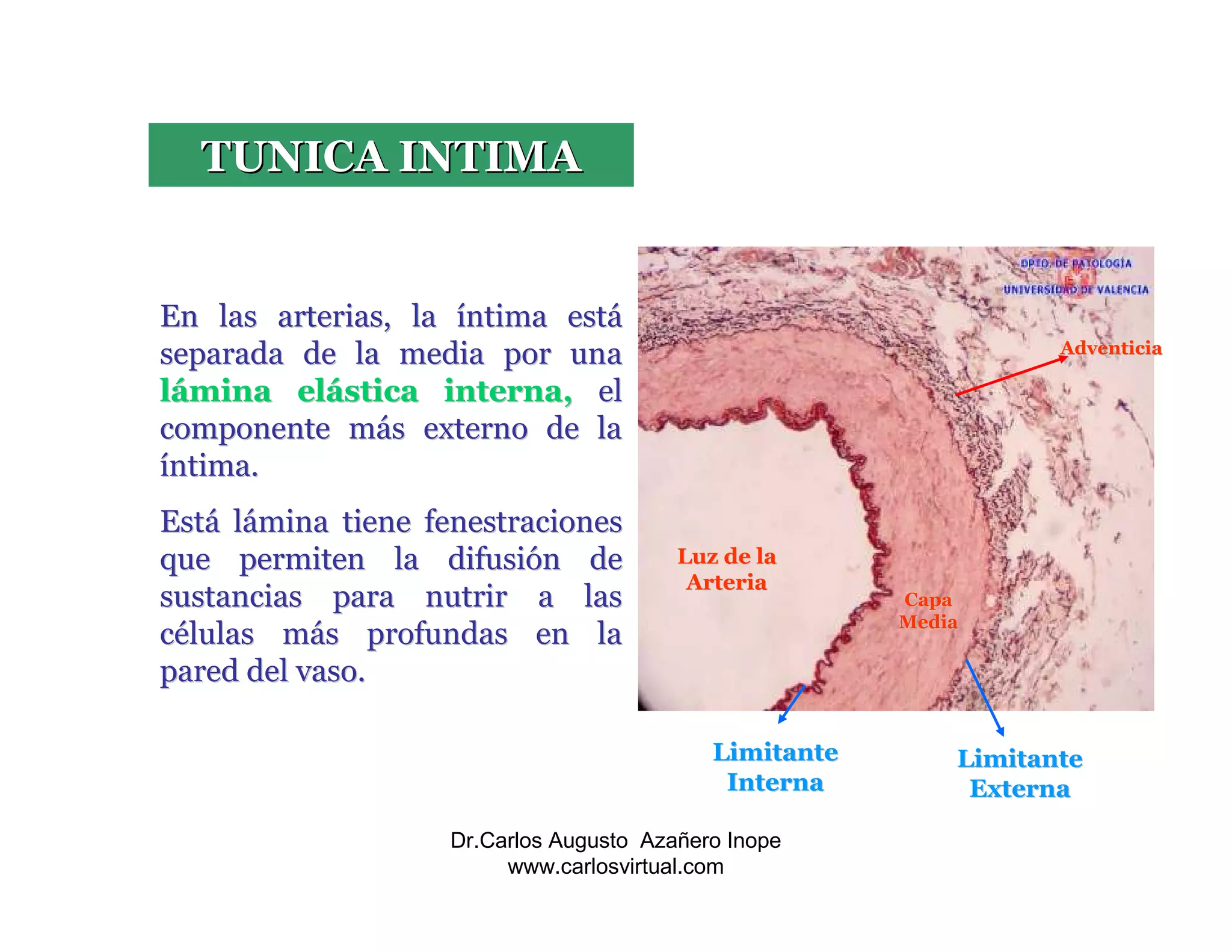 Histologia del Sistema Cardiovascular | PDF