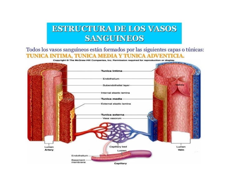 Histologia del Sistema Cardiovascular