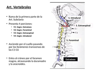 clase neuroroanatomia irrigación encefálica | PPTX