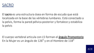 Clase 7 columna vertebral locomotor 2.pptx
