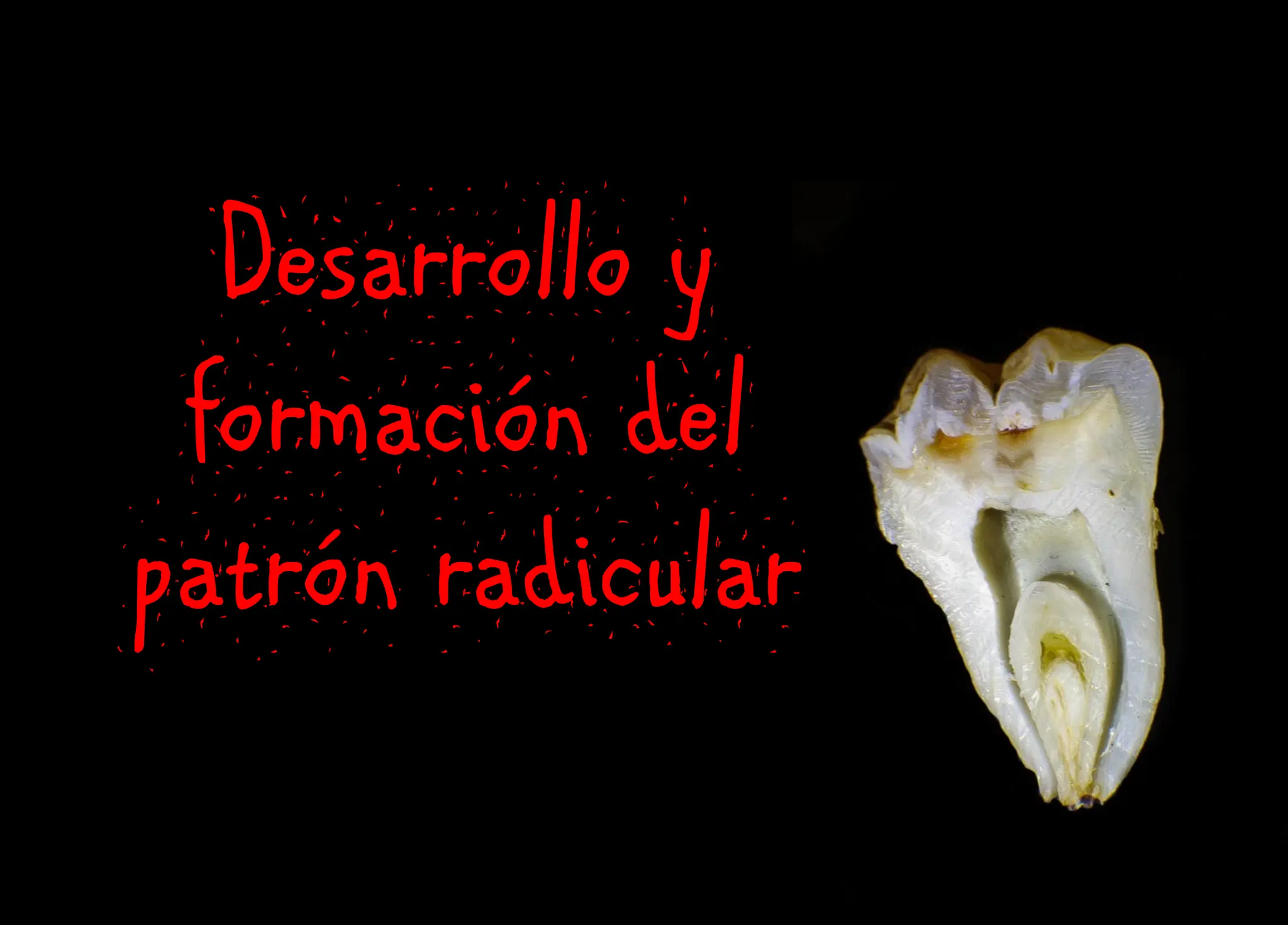 Embriología Clase Odontogénesis Formación Dental | PPT