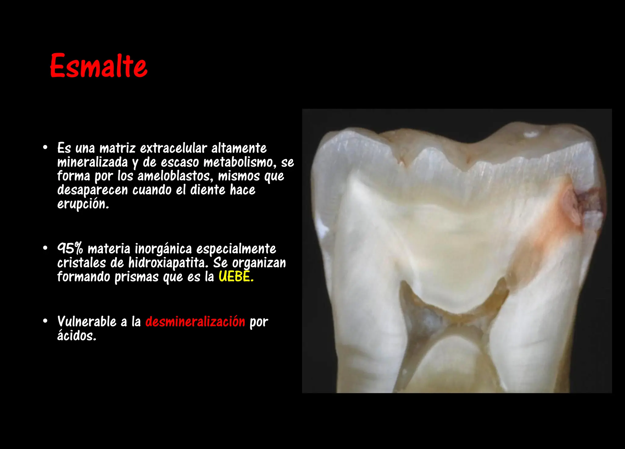 Embriología Clase Odontogénesis Formación Dental Ppt