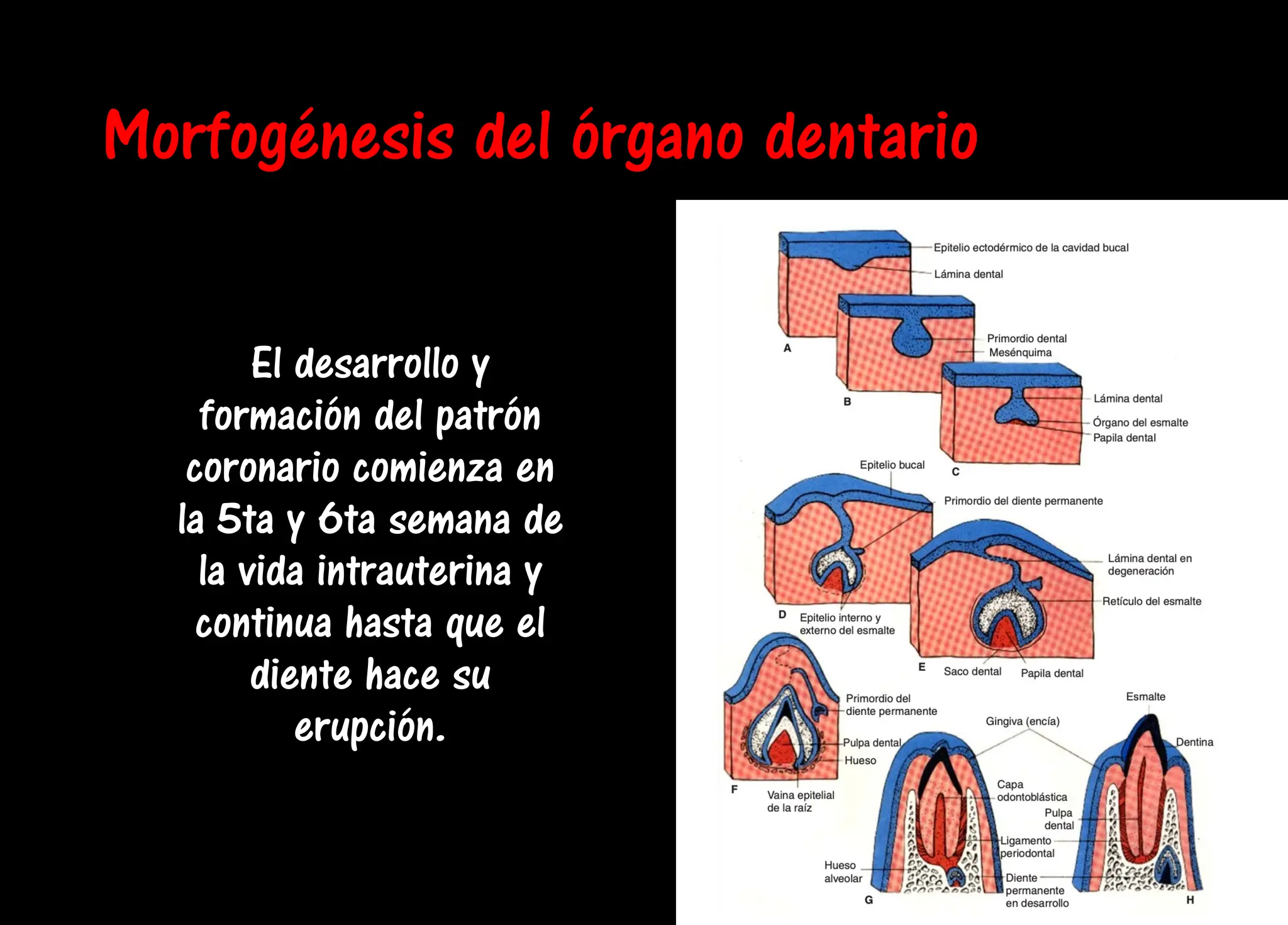 Embriología Clase Odontogénesis Formación Dental | PPT