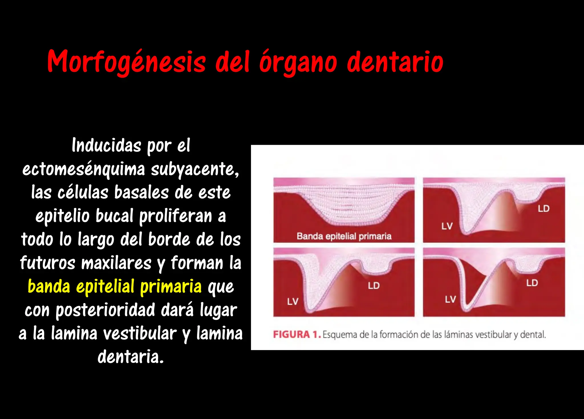 Embriología Clase Odontogénesis Formación Dental | PPT